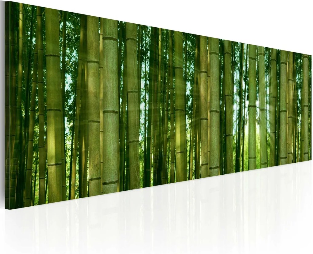 Obraz - Canvas print - Bamboo in the sunshine - 120x40