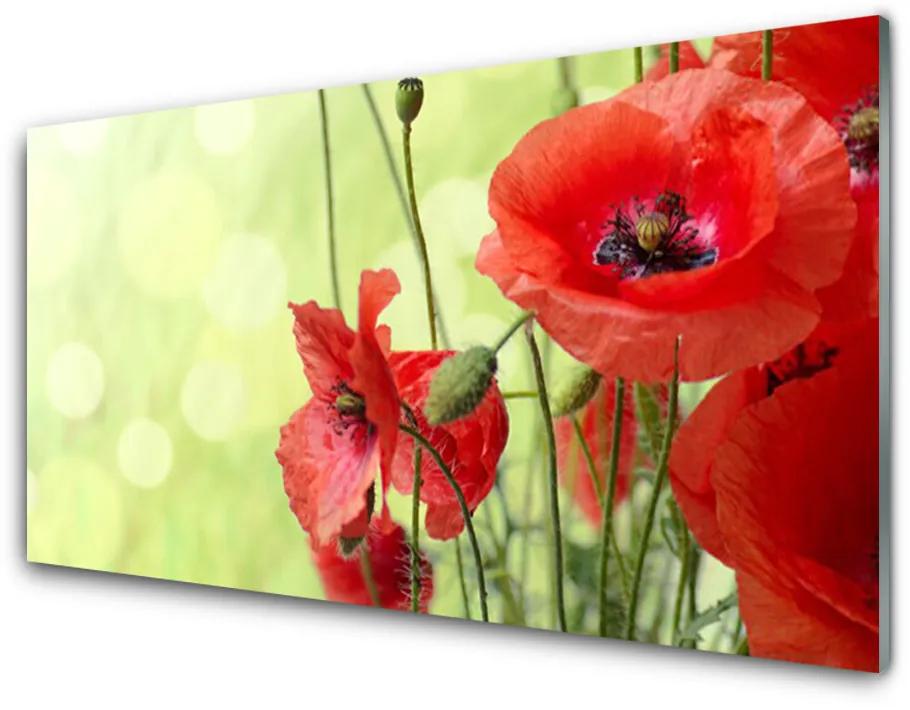 Plexisklo-obraz Máky Květiny Příroda 100x50 cm