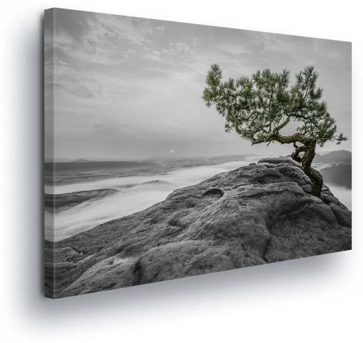 GLIX Obraz na plátně - Strom na Útesu v Šedé 100x75 cm