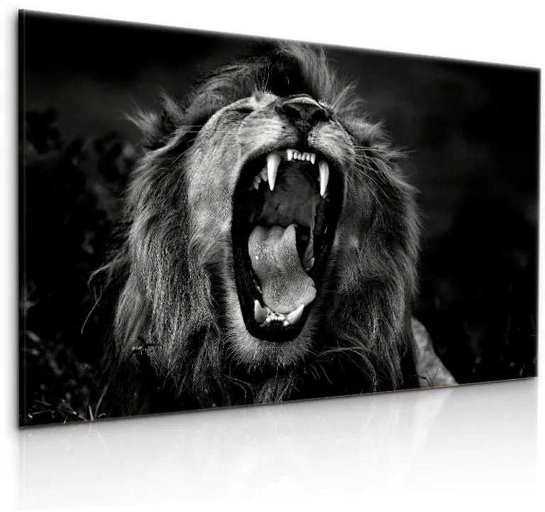 Obraz lev - král zvířat Velikost (šířka x výška): 120x80 cm
