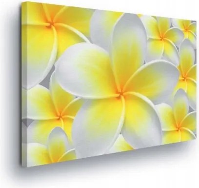 Obraz 100x75 Plumeria Frangipani bílé květy žluté tropické jemnosti