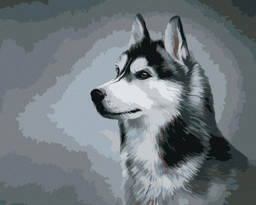 Malování podle čísel sibiřský husky, 40x50 cm, vypnuté plátno na rám