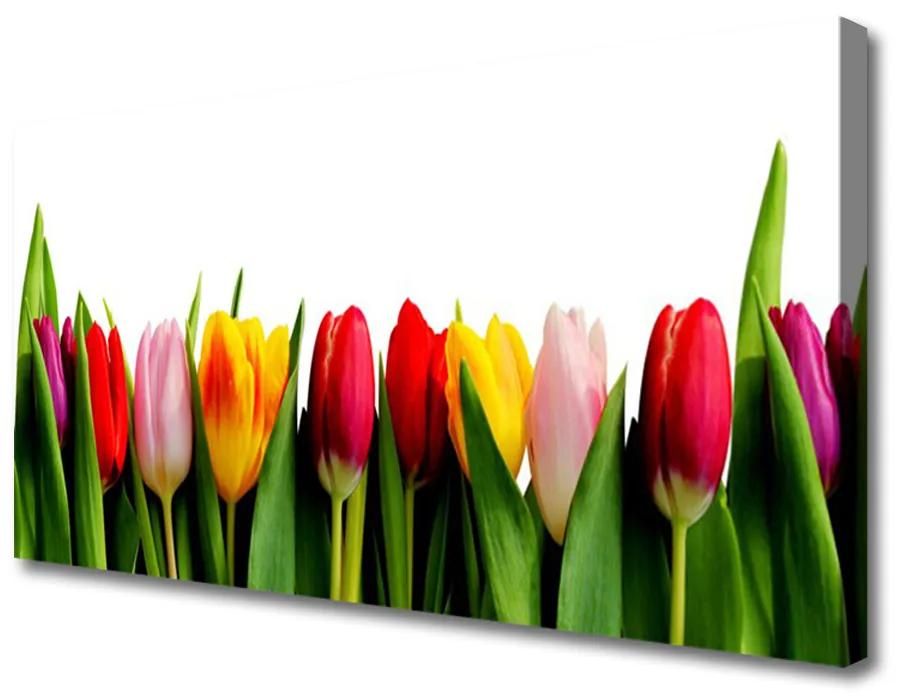 Obraz na plátně Tulipány Rostlina 120x60 cm