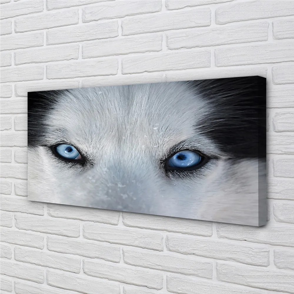 Obrazy na plátně wolf Eyes 140x70 cm