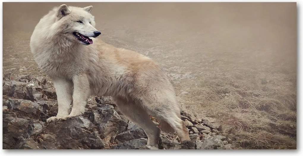 Foto obraz sklo tvrzené Bílý vlk na skále