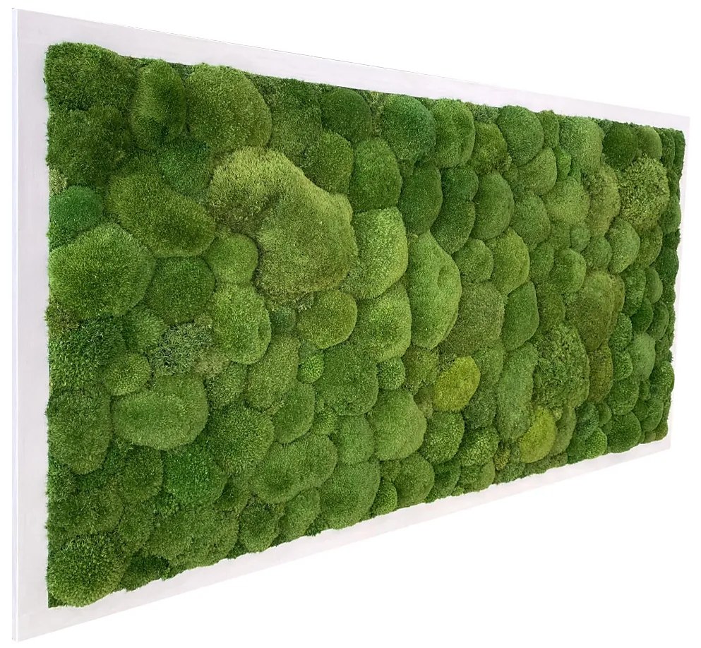 WOODILO Mechový obraz 210 | kopečkový mech | světle zelená Rozměr obrazu: 120x50 cm, Barva rámu: Opalovaný, Síla rámu (pohledová): 2,5 cm