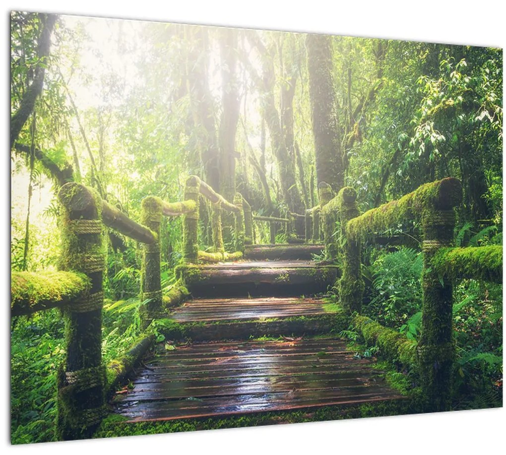 Obraz - dřevěné schody v lese (70x50 cm)