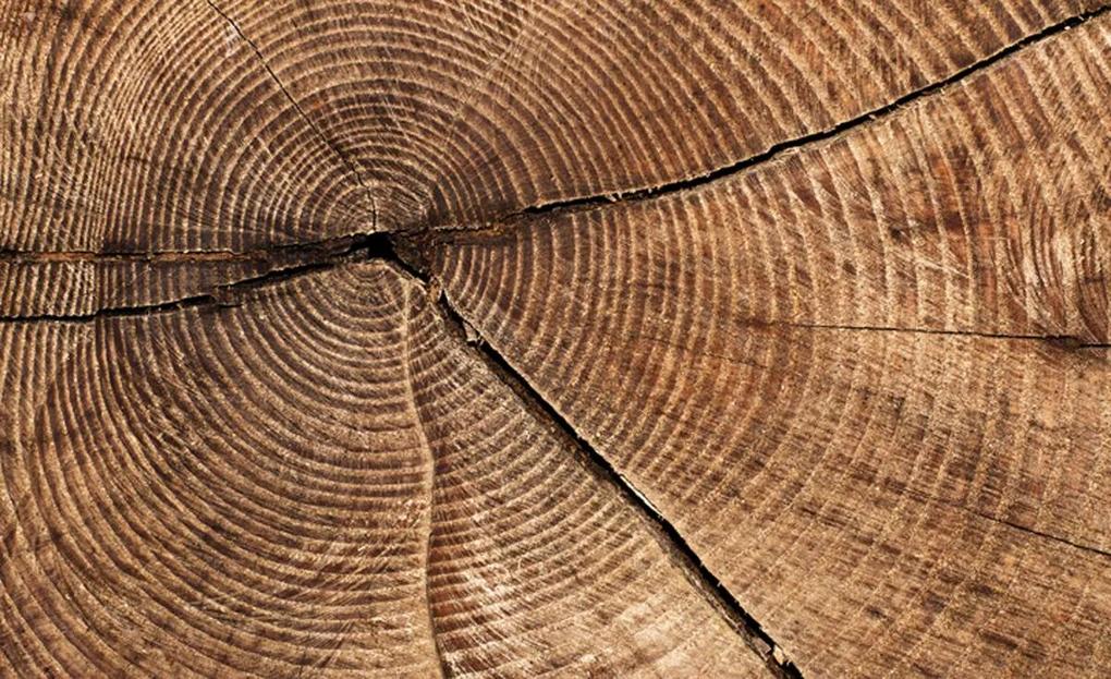 Fototapeta - Průřez kmenem stromů (254x184 cm)