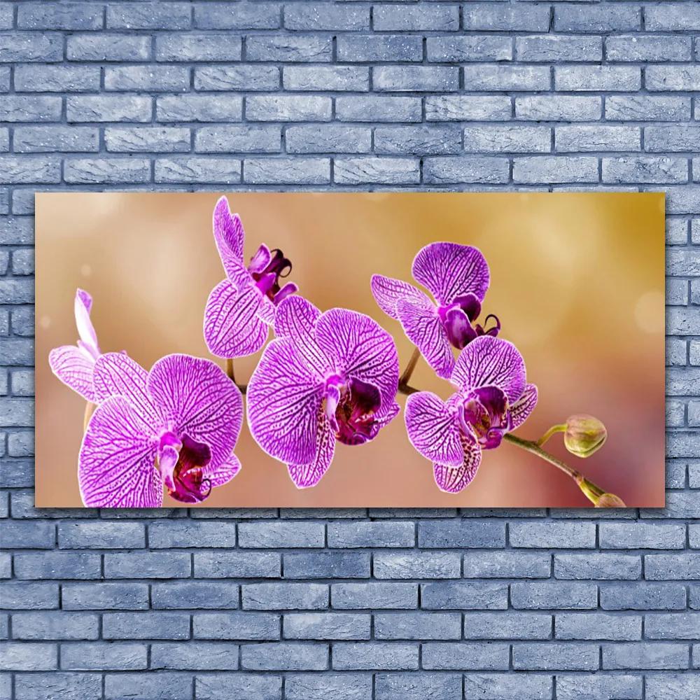 Plexisklo-obraz Orchidej Výhonky Květiny Příroda 120x60 cm
