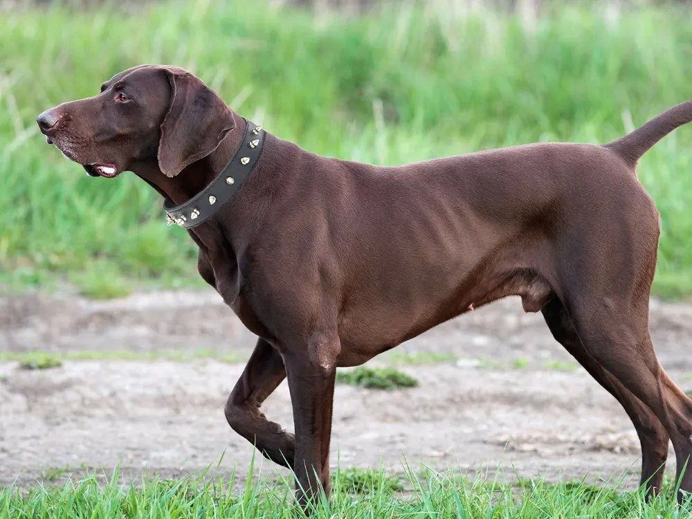 Verk Group Obojek pro psy s cvočky z ekokůže nastavitelný l
