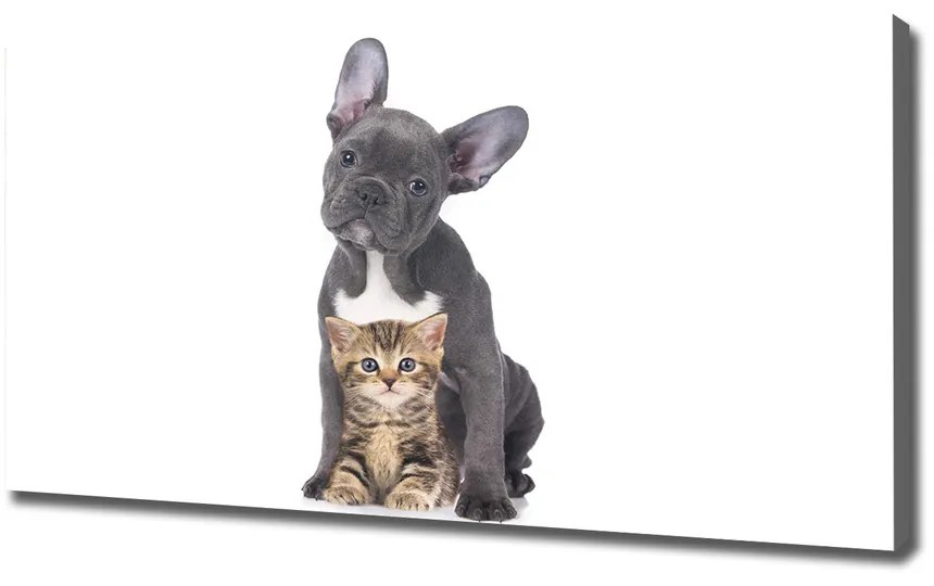 Wallmuralia Foto obraz tištěný na plátně Pes a kočka 120x60 cm