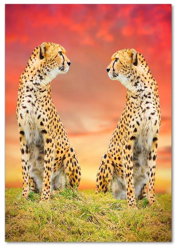 Wallmuralia Moderní akrylový fotoobraz Dva gepardi 70x100 cm