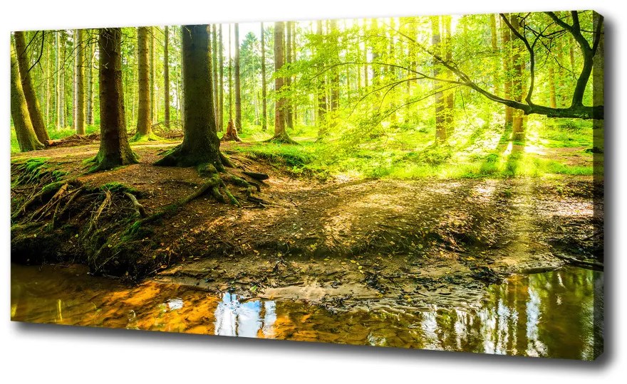 Wallmuralia Foto obraz na plátně Sluneční paprsky les 100x50