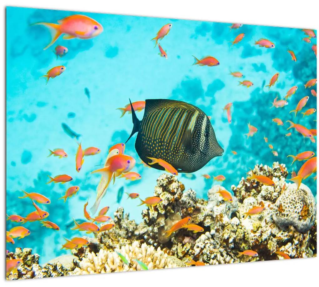 Obraz podmořského světa (70x50 cm)
