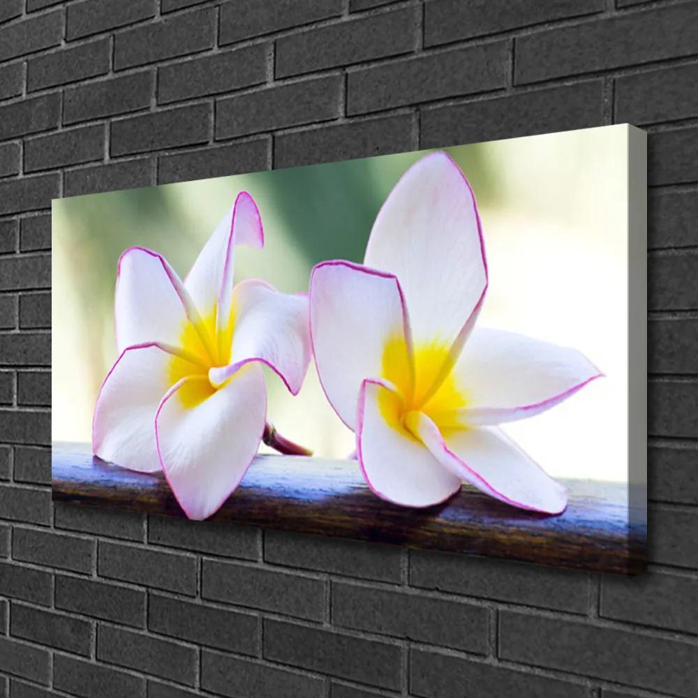 Obraz na plátně Květiny Plátky Plumérie 100x50 cm