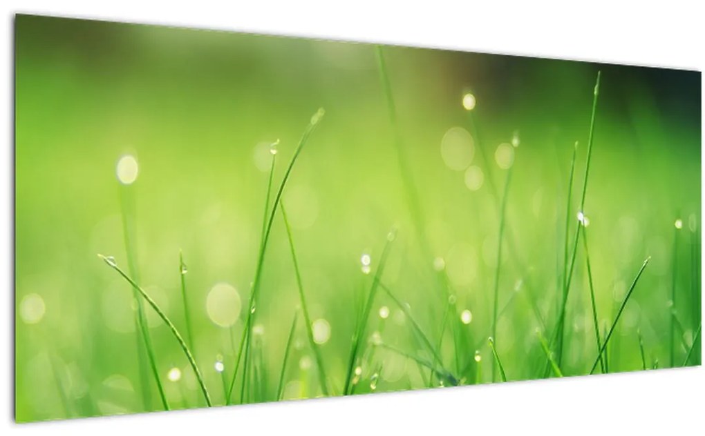 Obraz - rosa na trávě (100x40 cm), 40 dalších rozměrů