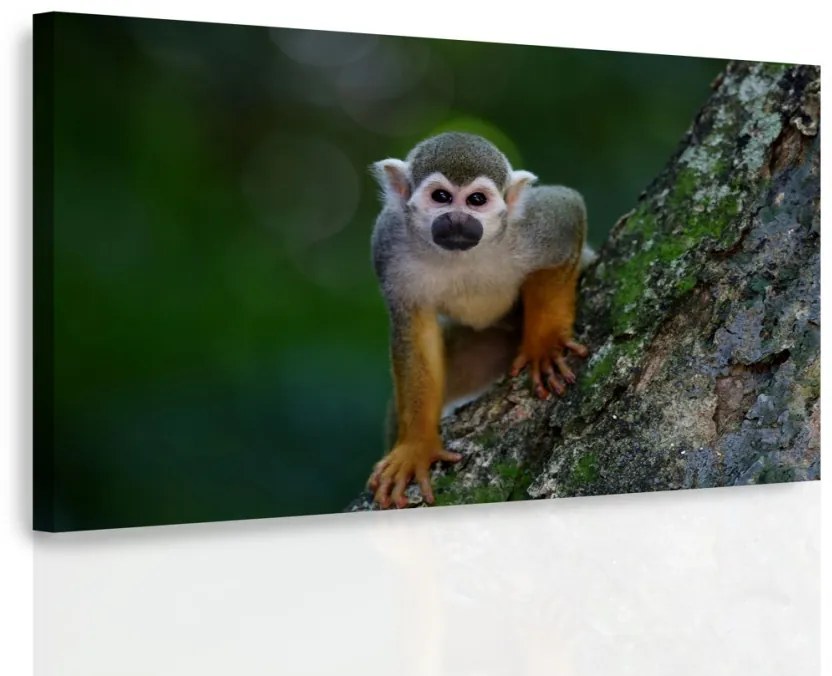 Obraz - Opička na stromě (90x60 cm) - InSmile ®