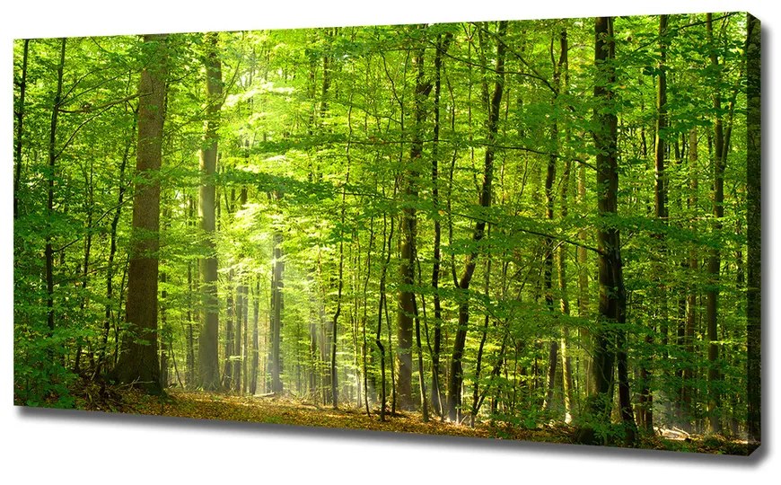 Wallmuralia Foto obraz na plátně Listnatý strom 120x60 cm