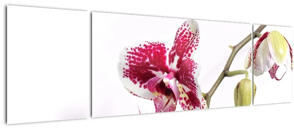 Obraz květu orchideje (170x50 cm)