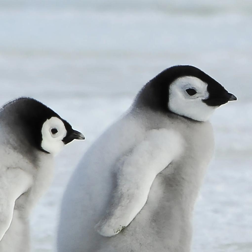 Malvis ® Tapeta Rodina tučňáků Vel. (šířka x výška): 432 x 290 cm