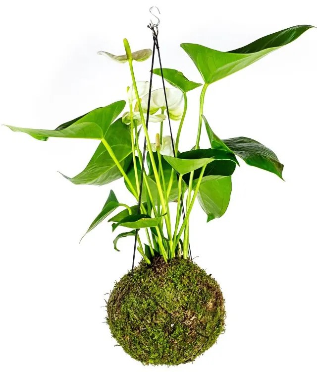Kokedama Anthurium bílá (L)