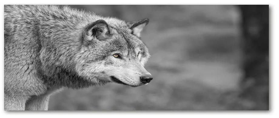 Wallmuralia Moderní obraz fotografie na akrylu Šedý vlk 125x50 cm