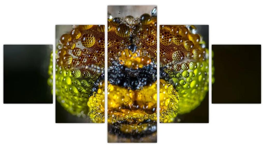 Detailní obraz očí hmyzu (125x70 cm)