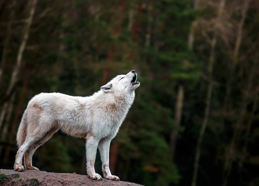 Malvis ® Tapeta Bílý vlk Vel. (šířka x výška): 216 x 140 cm