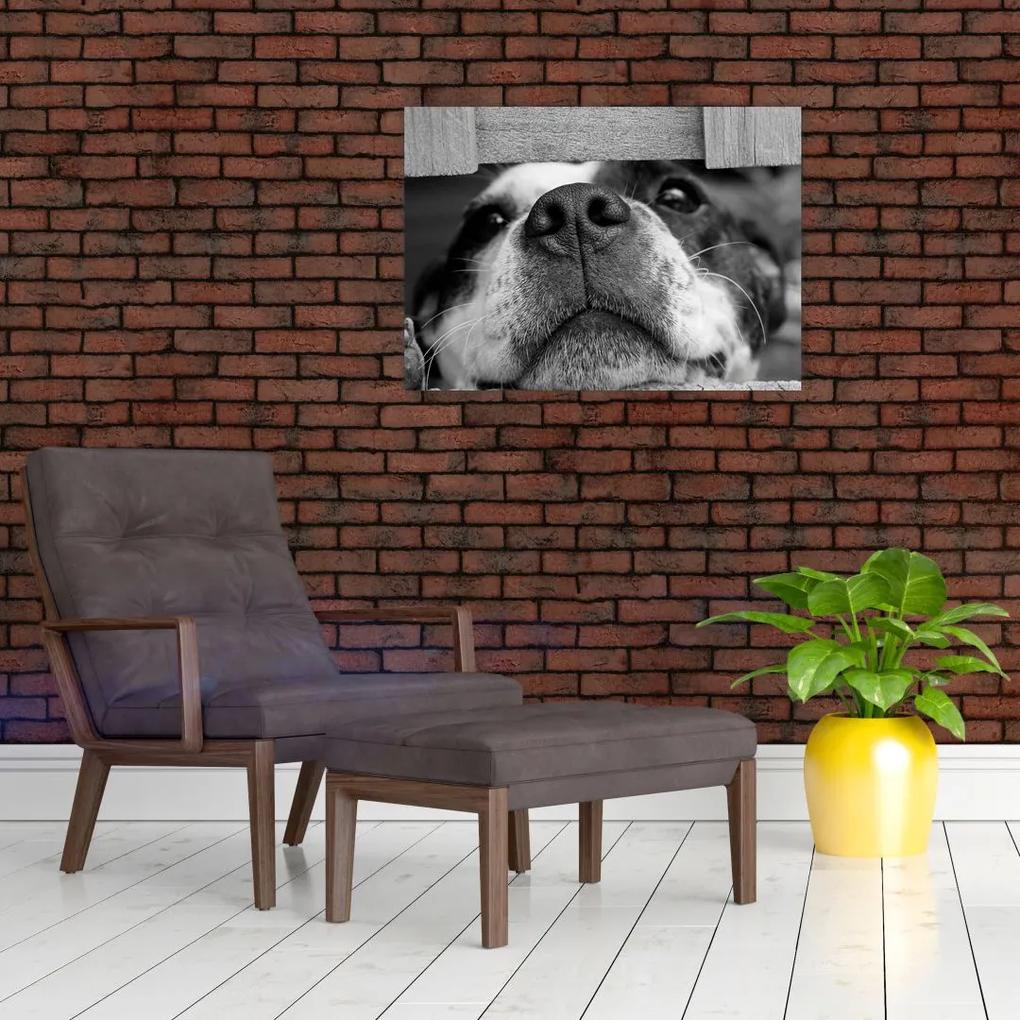 Skleněný obraz psa (70x50 cm)