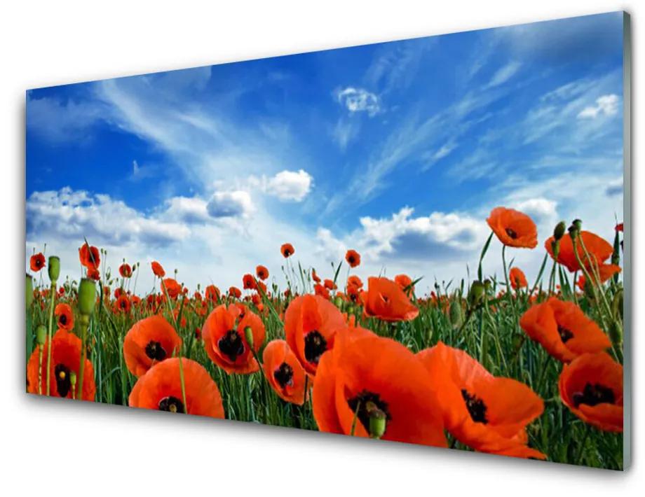 Obraz na skle Louka Máky Květiny 100x50 cm