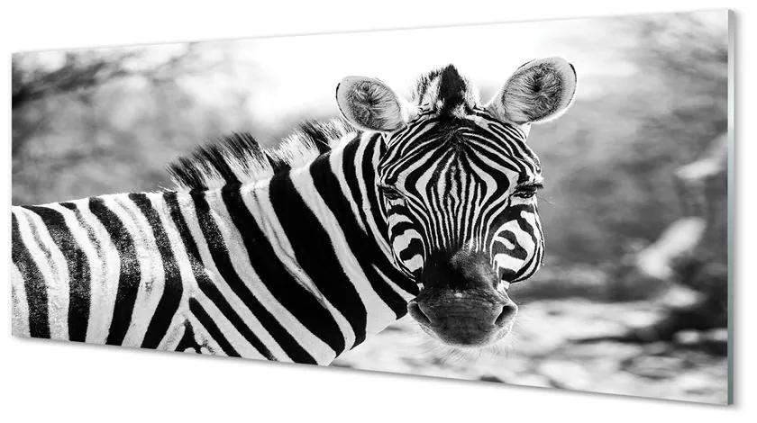 akrylový obraz retro zebra 120x60 cm