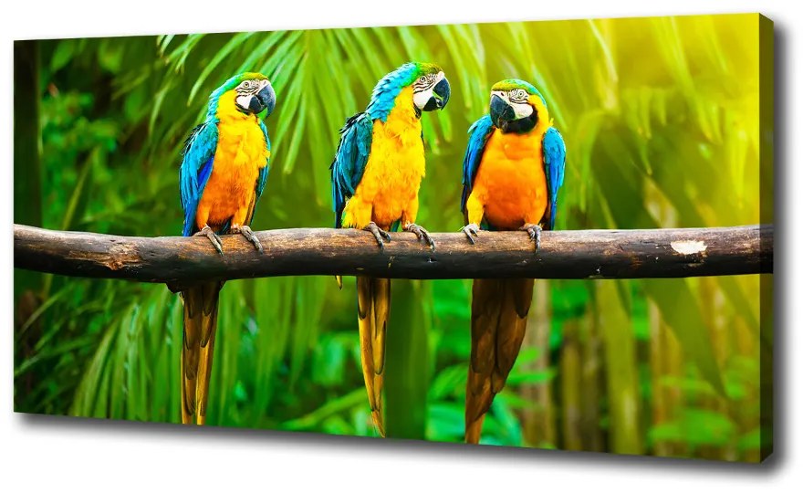 Wallmuralia Moderní fotoobraz canvas na rámu Papoušci na větvi 100x50