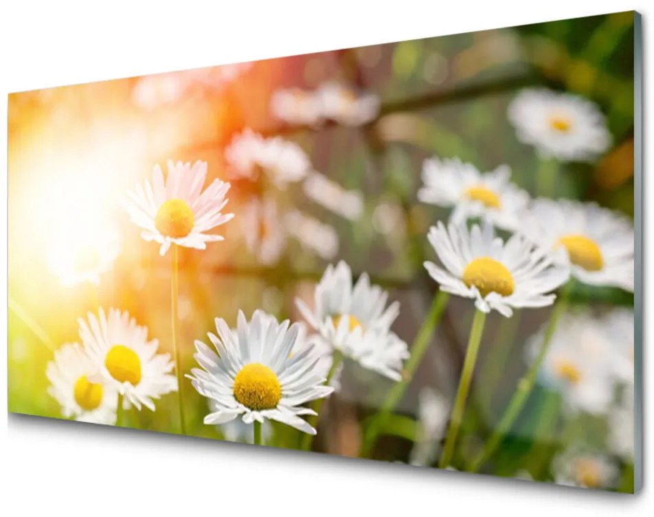 Skleněný obraz Sedmikrásky Květiny Paprsky