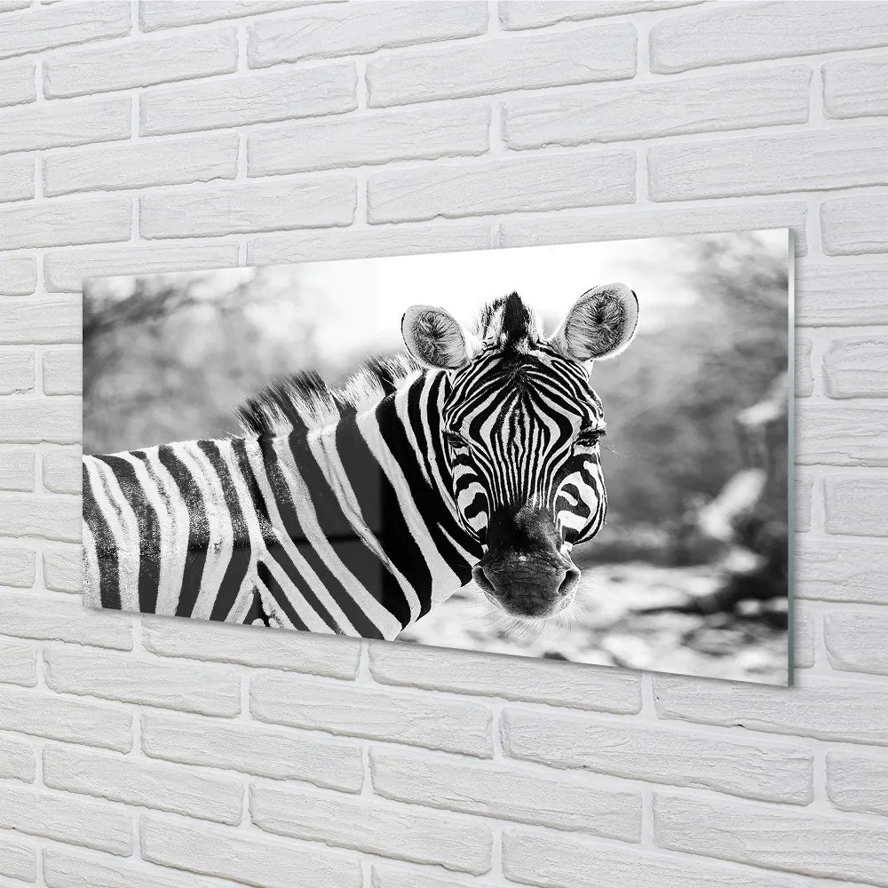 akrylový obraz retro zebra 100x50 cm