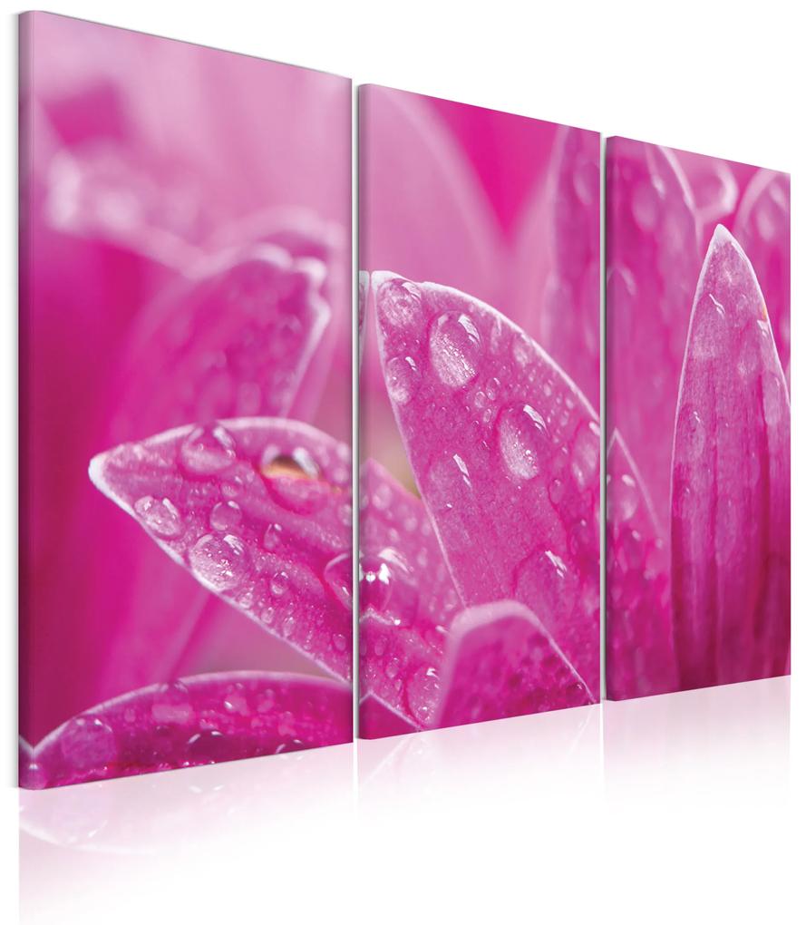 Malvis ® Obraz Květ s ranní rosou ROZMĚR (šířka x výška): jednodílný obdélník 150x60 cm
