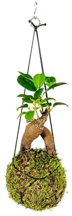 Gardners.cz Kokedama Ficus Microcarpa Ginseng (L)