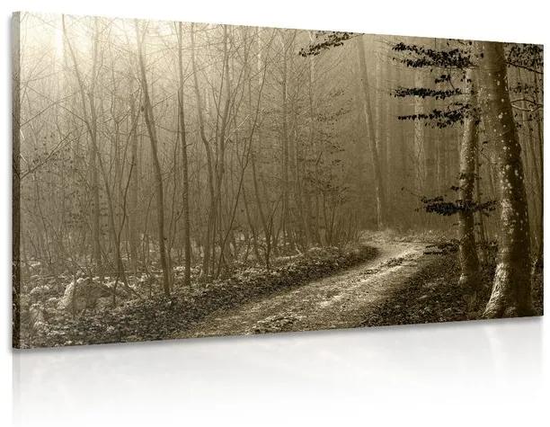 Obraz sépiová cestička do lesa Varianta: 120x80
