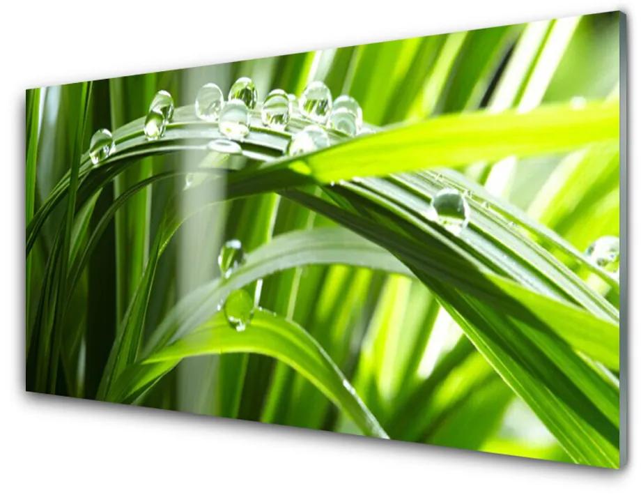 akrylový obraz Tráva Rosa Kapky Rostlina 140x70 cm