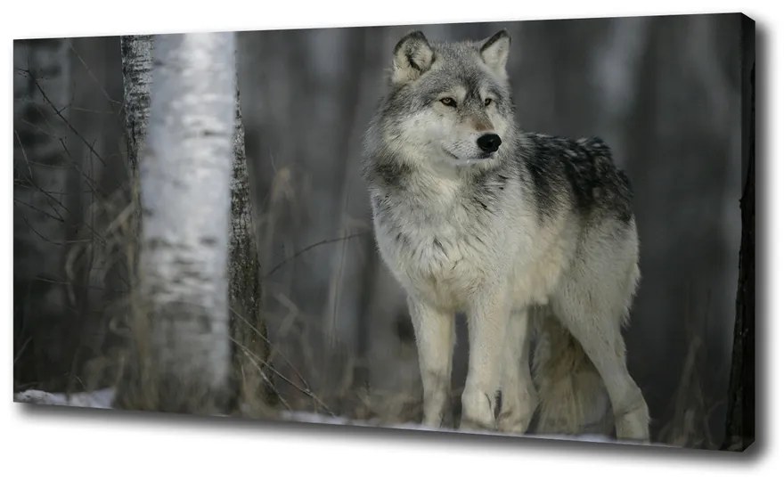 Wallmuralia Foto obraz canvas Šedý vlk 100x50 cm