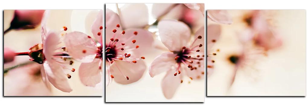 Obraz na plátně - Malé květy na větvi - panoráma 5173D (150x50 cm)