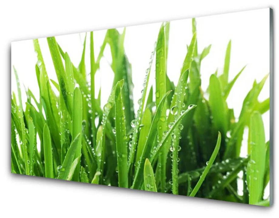 Obraz na skle Tráva Rostlina 125x50 cm
