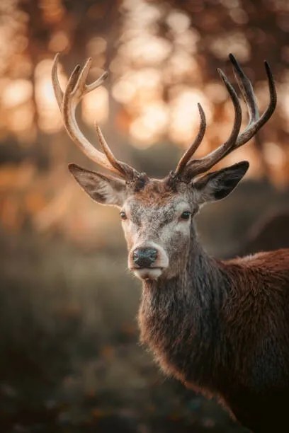 Fotografie Red Deer Stag Portrait, serts, (26.7 x 40 cm)