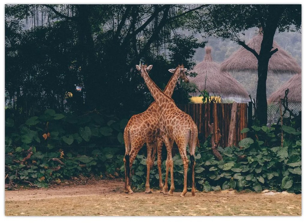 Obraz dvou žiraf (70x50 cm)