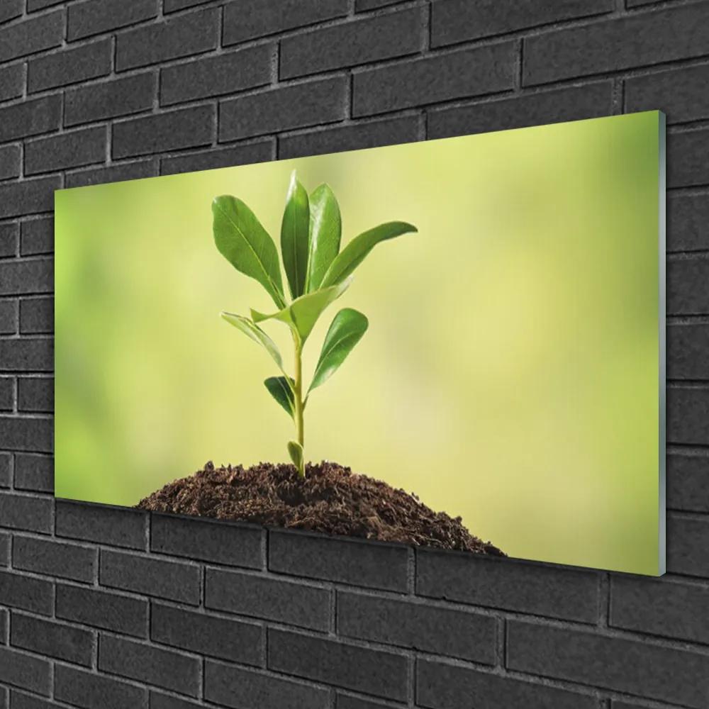 Obraz na skle Půda Rostlina Růst 125x50 cm