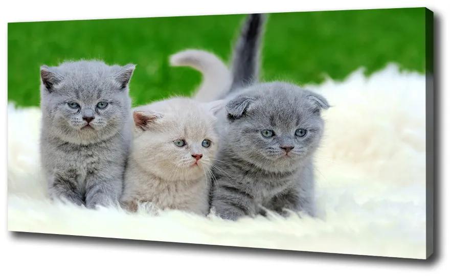 Wallmuralia Foto obraz na plátně Tři kočky na dece 100x50