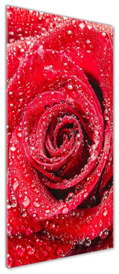 Wallmuralia Foto obraz akrylový Kapky vody na růži 50x125 cm