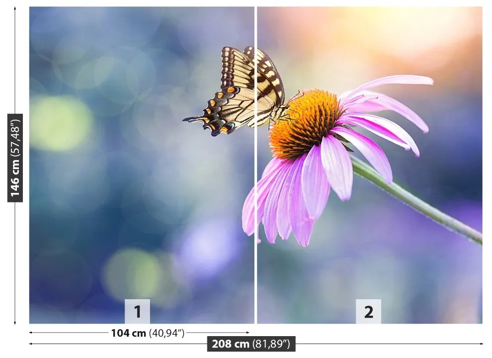 Fototapeta Echinacea Butterfly 104x70