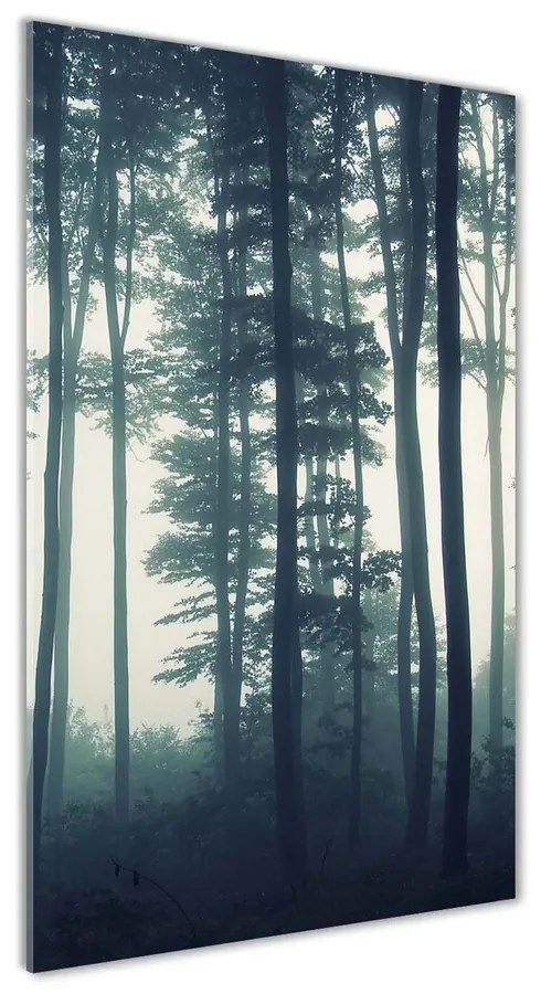 Wallmuralia Moderní akrylový fotoobraz Mlha v lese 60x120 cm