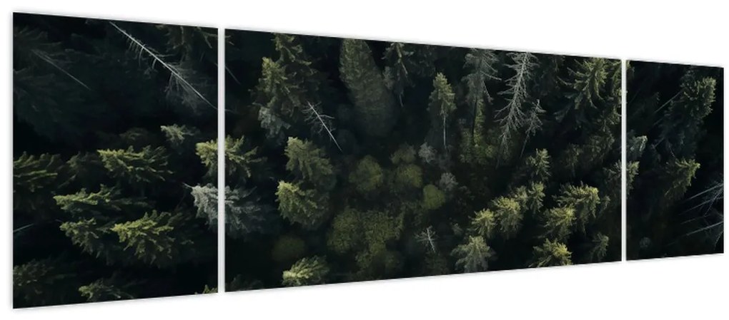 Obraz - Les (170x50 cm)