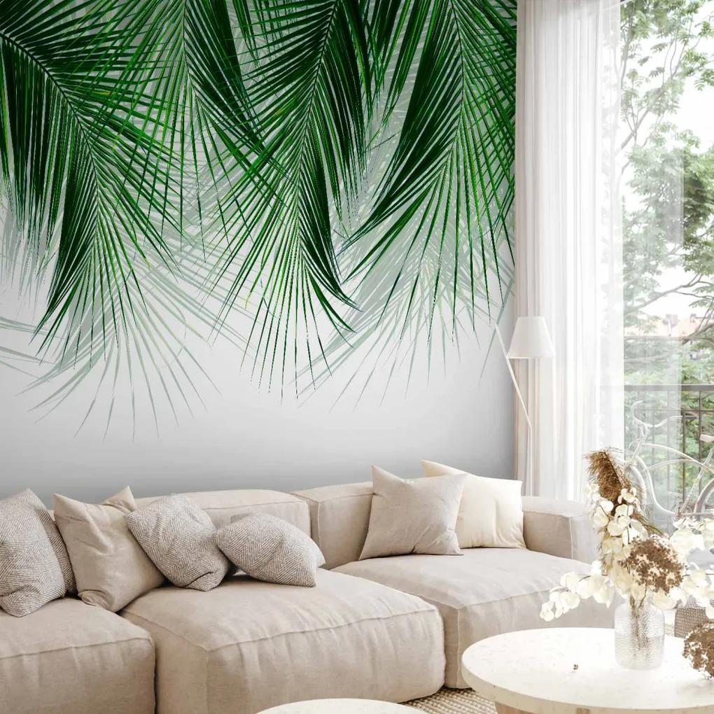 Fototapeta Pod tropickou rostlinou - rozložité větve palmy se zelenými listy